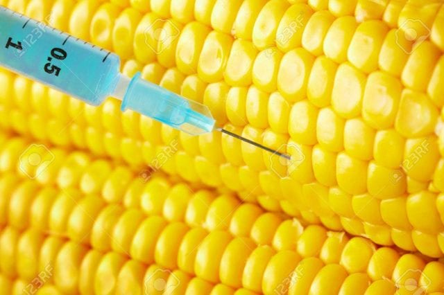 GMO Corn made from E.Coli Bacteria - WhiteOut Press