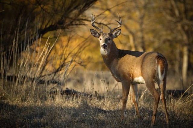 How to Choose a Camera to Study Deer and Their Way of Life - WhiteOut Press