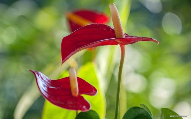 Most Beautiful Red Flowers in The World - WhiteOut Press