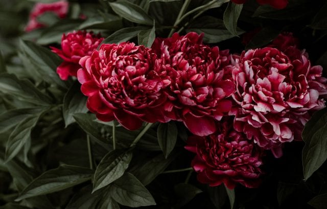 Most Beautiful Red Flowers in The World - WhiteOut Press