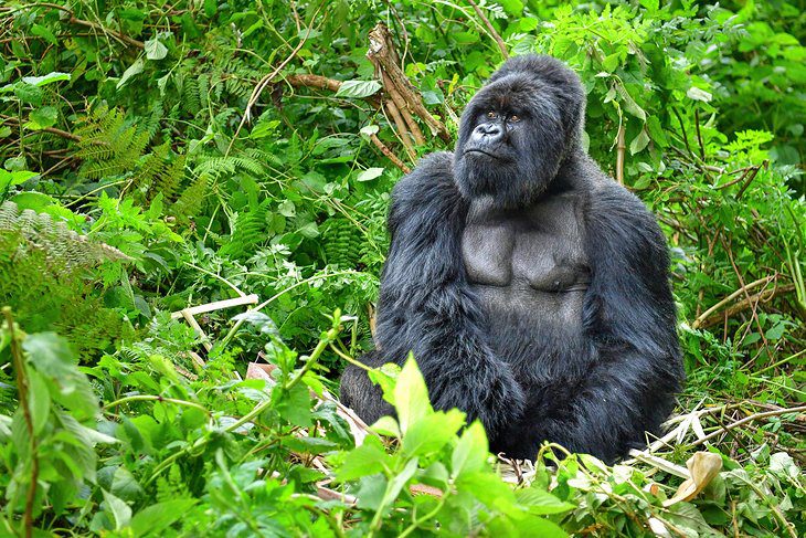The Top Must-See Attractions in Volcanoes National Park, Rwanda - 2024 ...