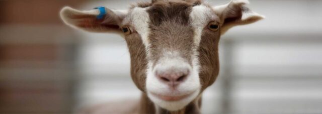 Ears of the Herd: Exploring Goat Ear Tagging Techniques - WhiteOut Press